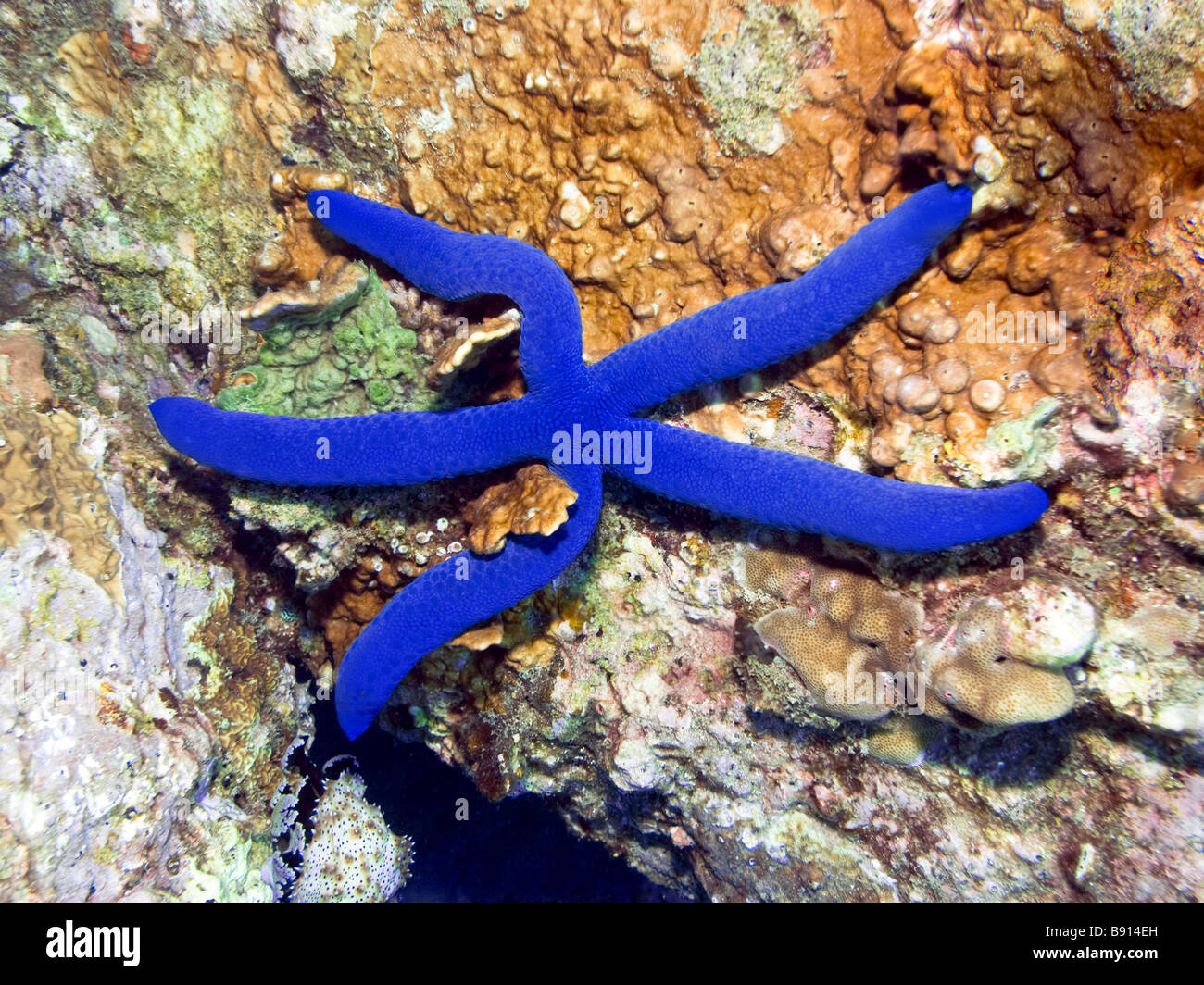 Blue Starfish Care