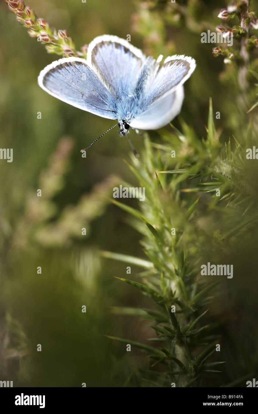British blue insects hi-res stock photography and images - Alamy
