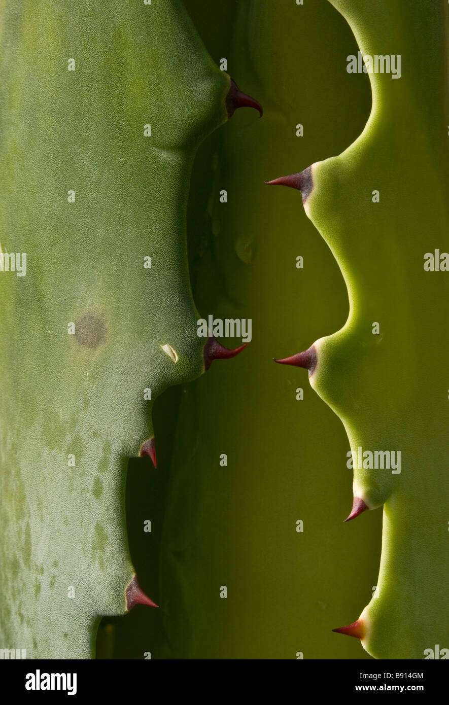 Pale agave hi-res stock photography and images - Alamy