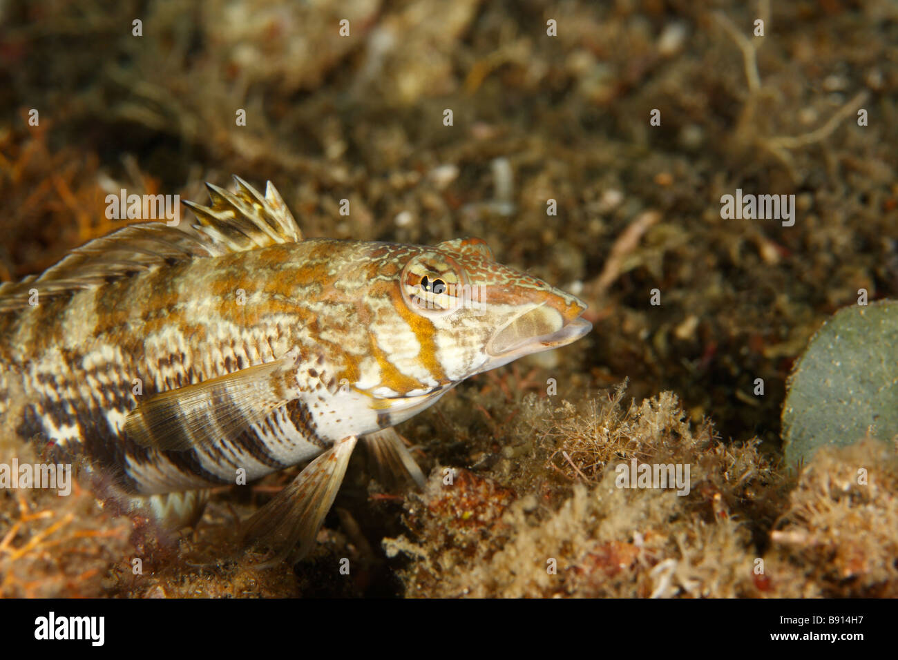Yellowtail Sandperch Parapercis sp Stock Photo - Alamy