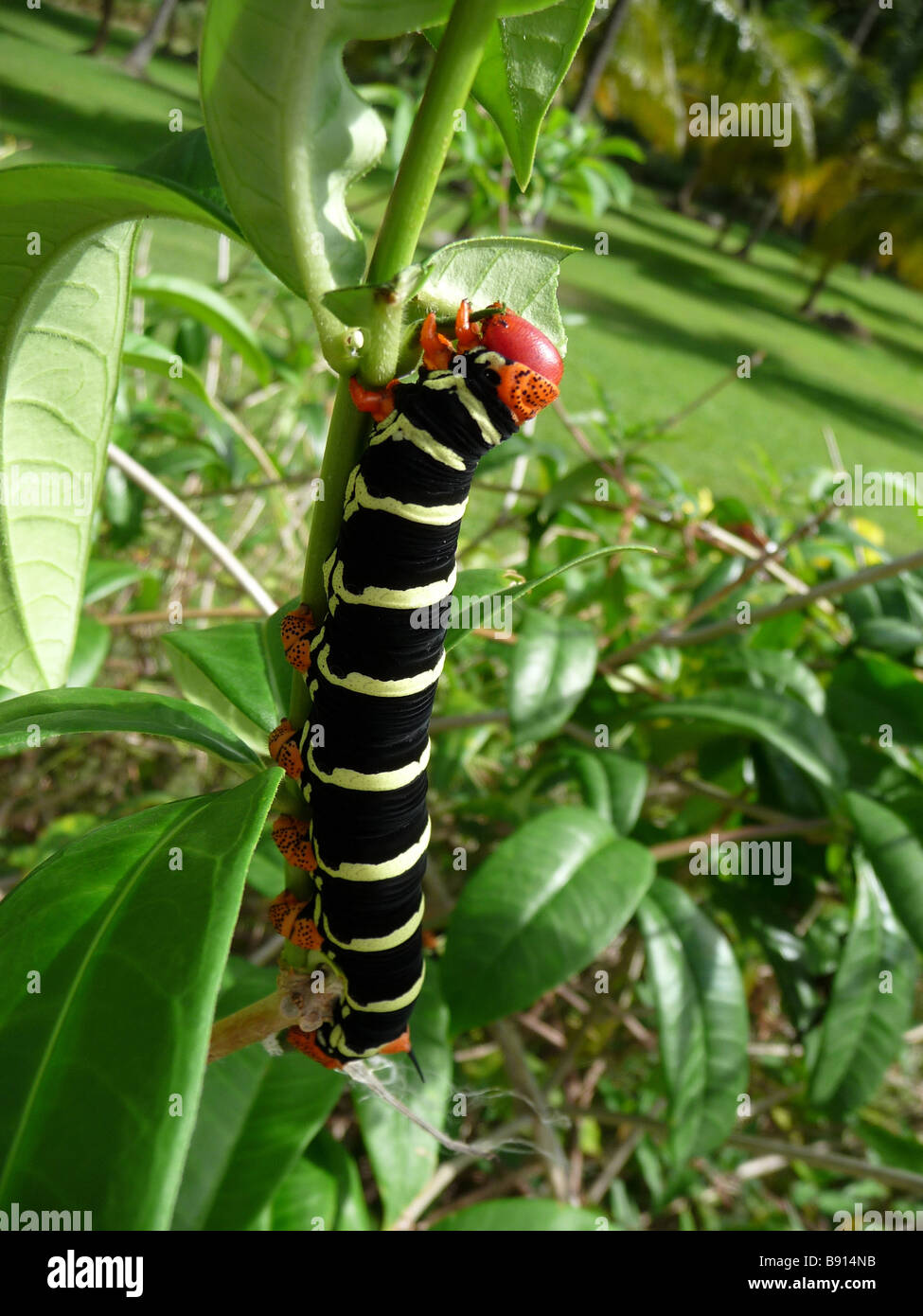 Tetrio Sphinx Moth Larvae Stock Photo - Alamy