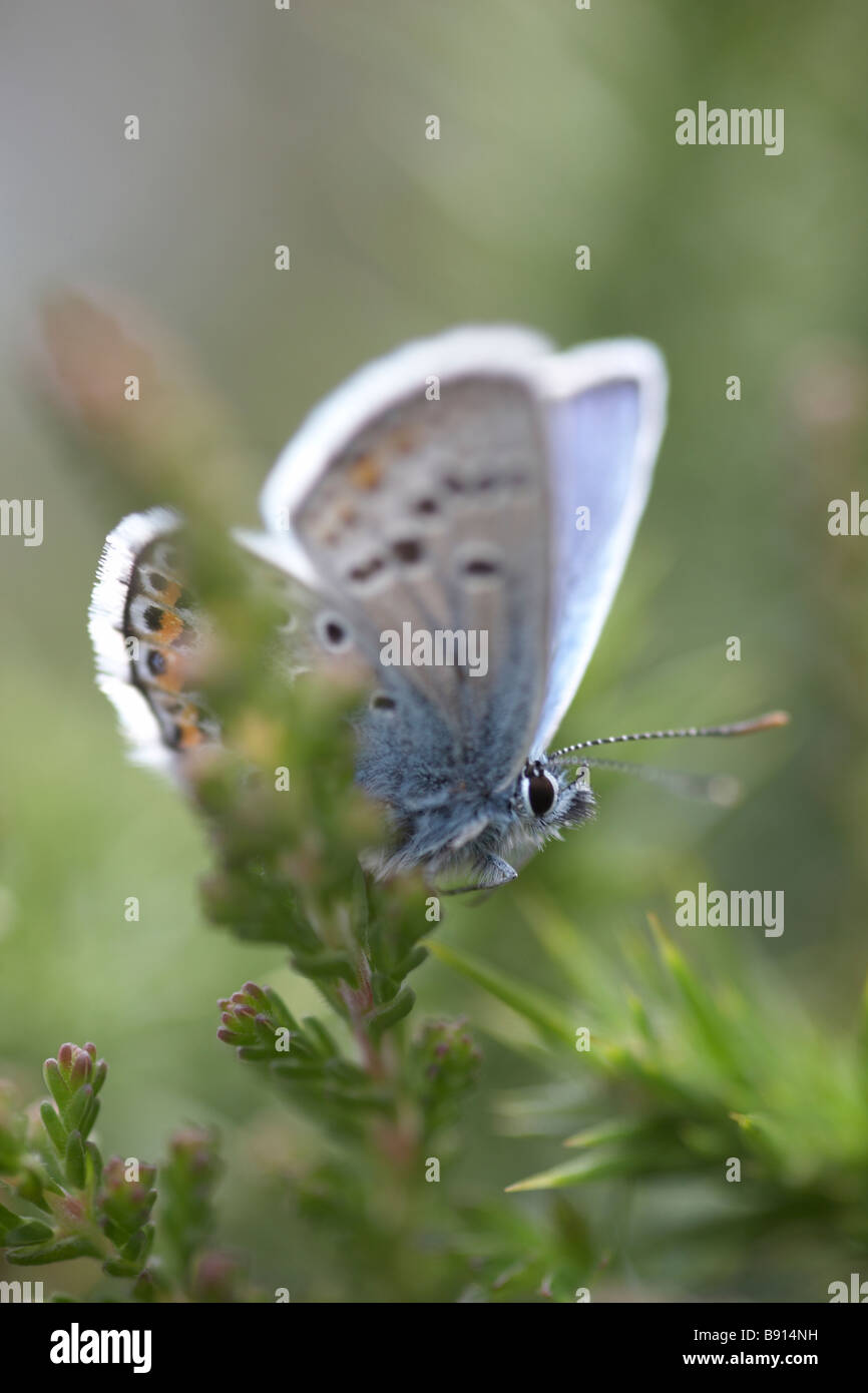 Silver studded blue butterflies hi-res stock photography and images - Alamy
