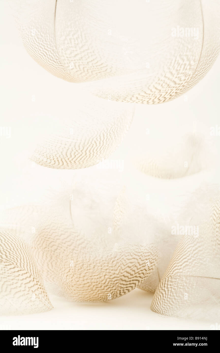 Feathers falling hi-res stock photography and images - Alamy