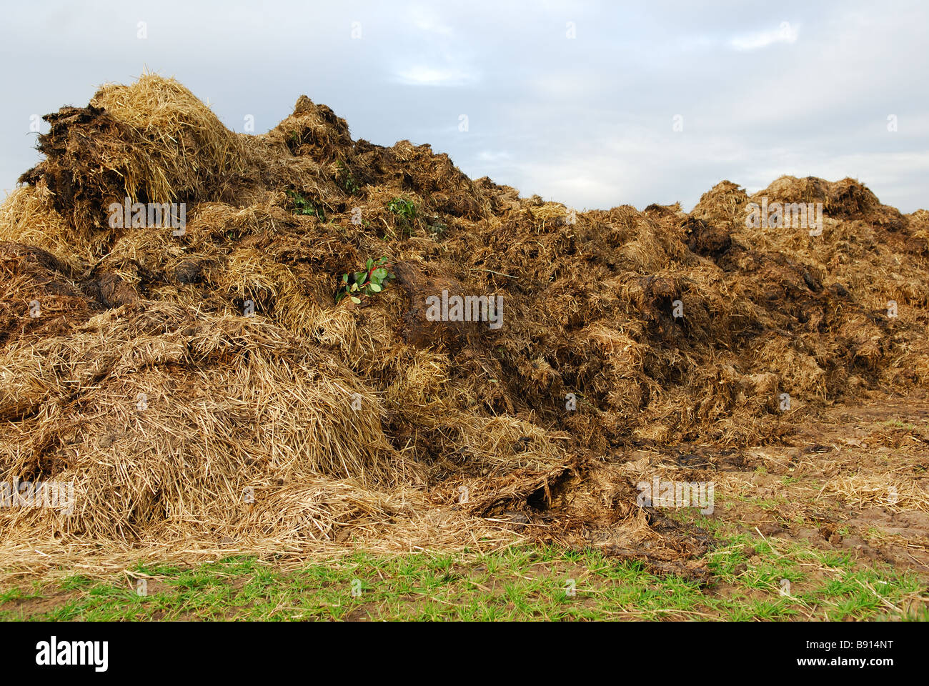 Manure Compost High Resolution Stock Photography and Images - Alamy
