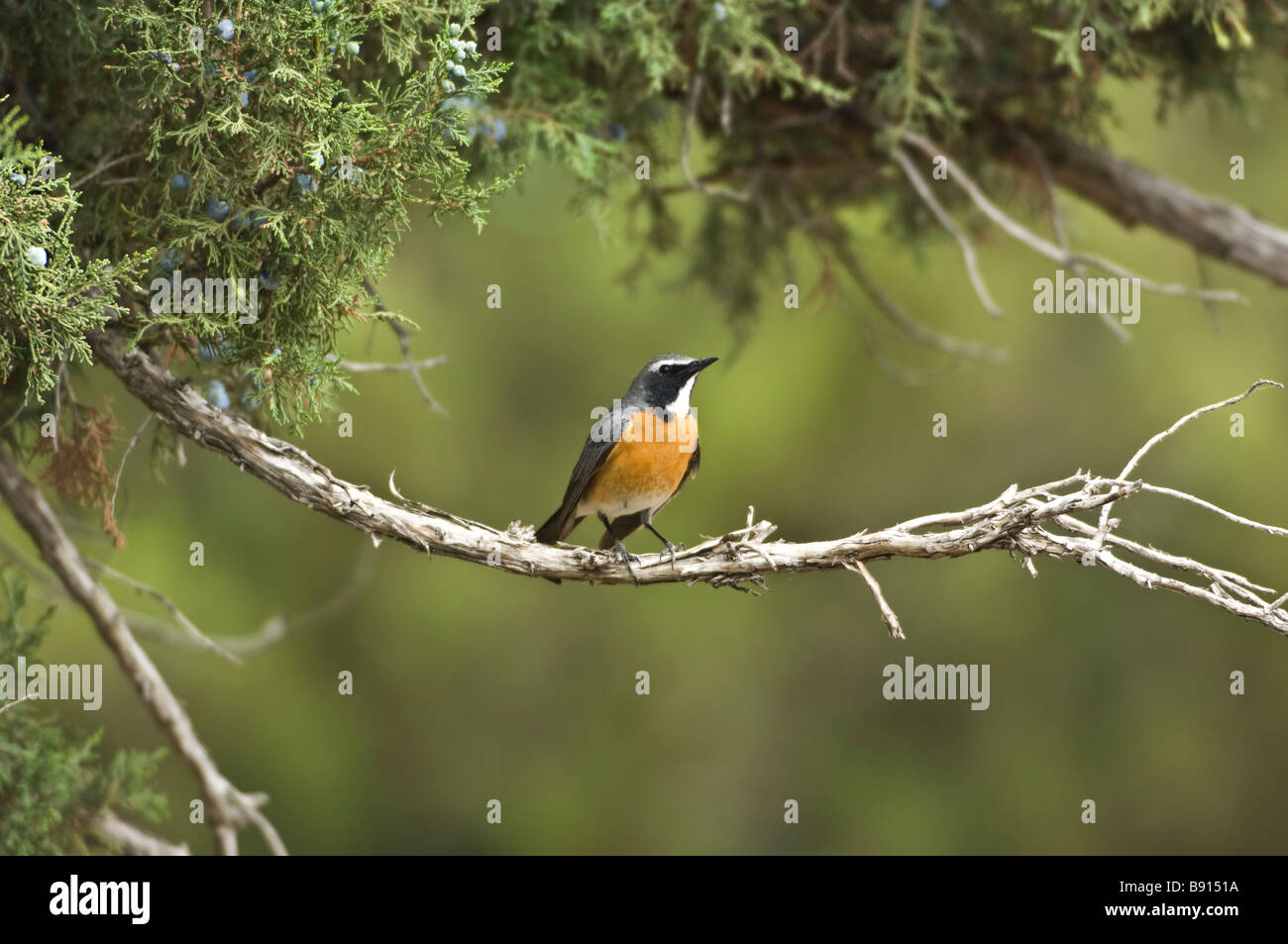 White throated Robin Irania gutturalis korkitelli hills turkey Stock ...