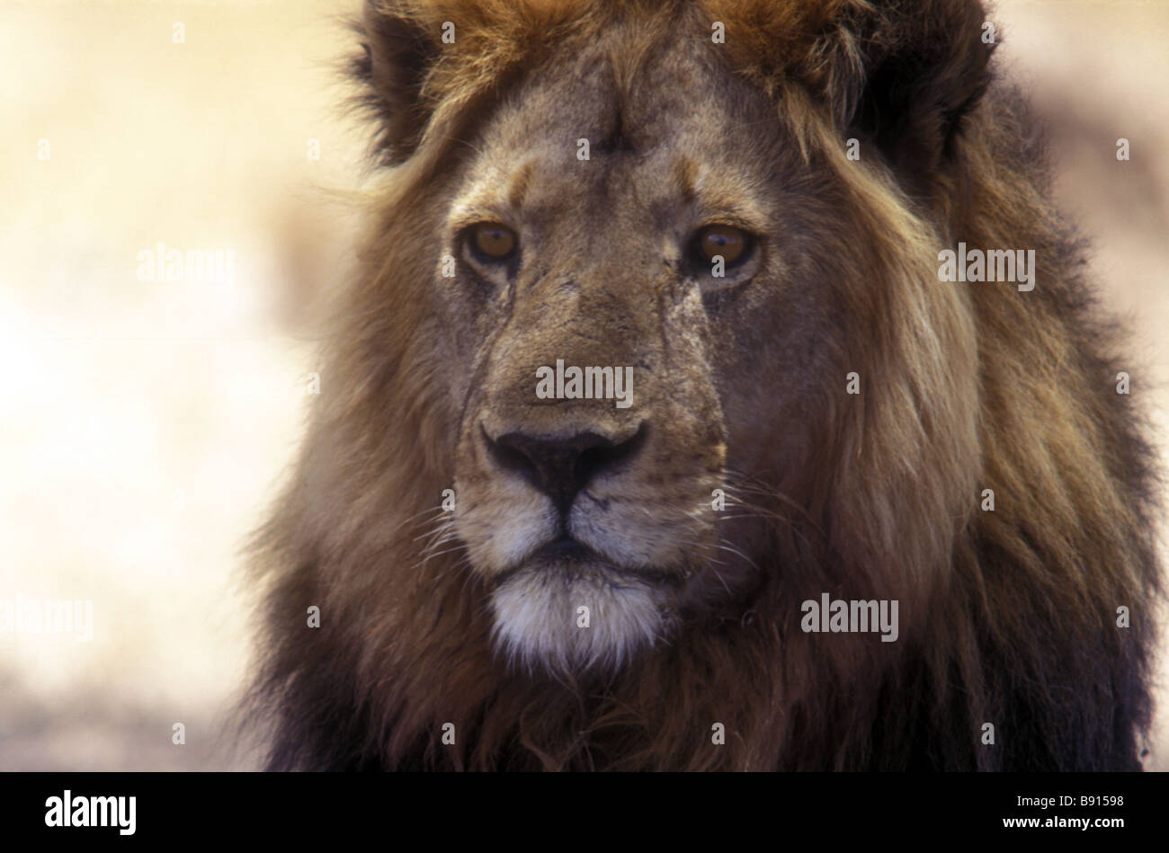 Close up portrait of male lion with fine mane looking into the distance ...