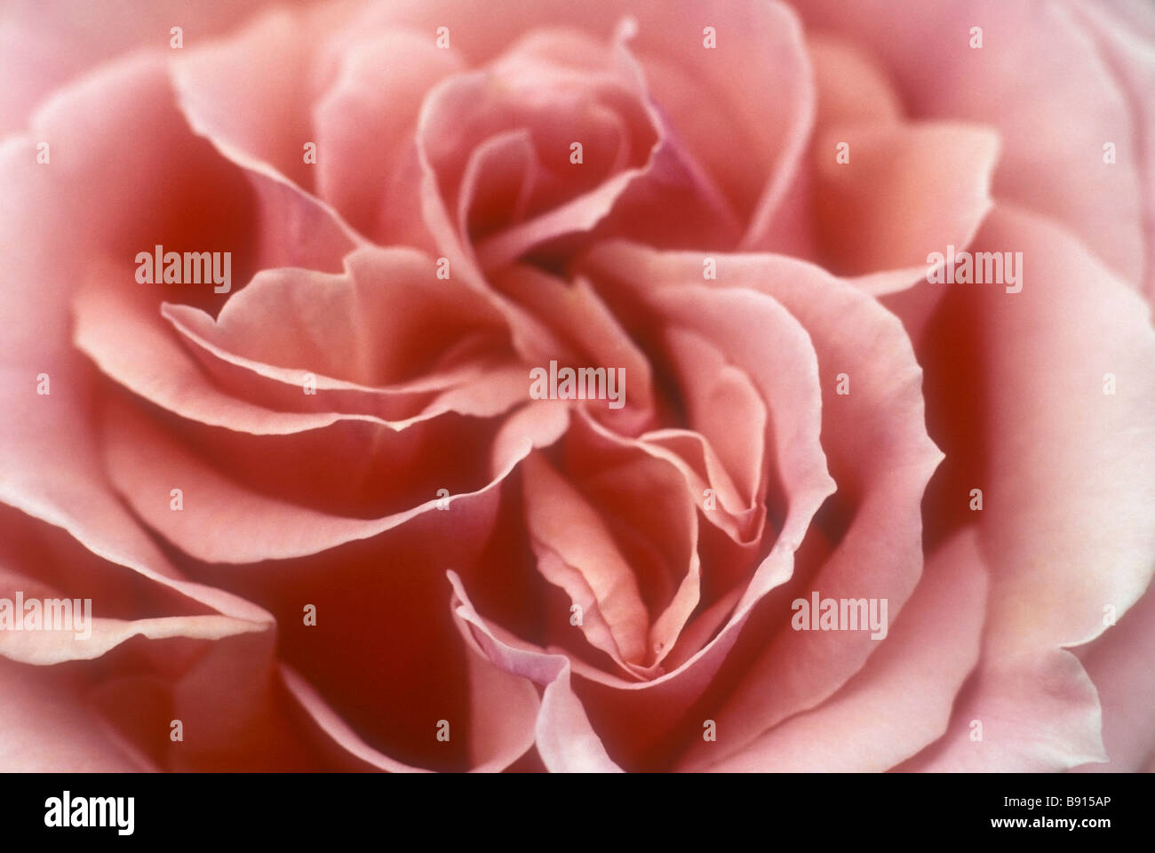 Curved rose pink petals hi-res stock photography and images - Alamy