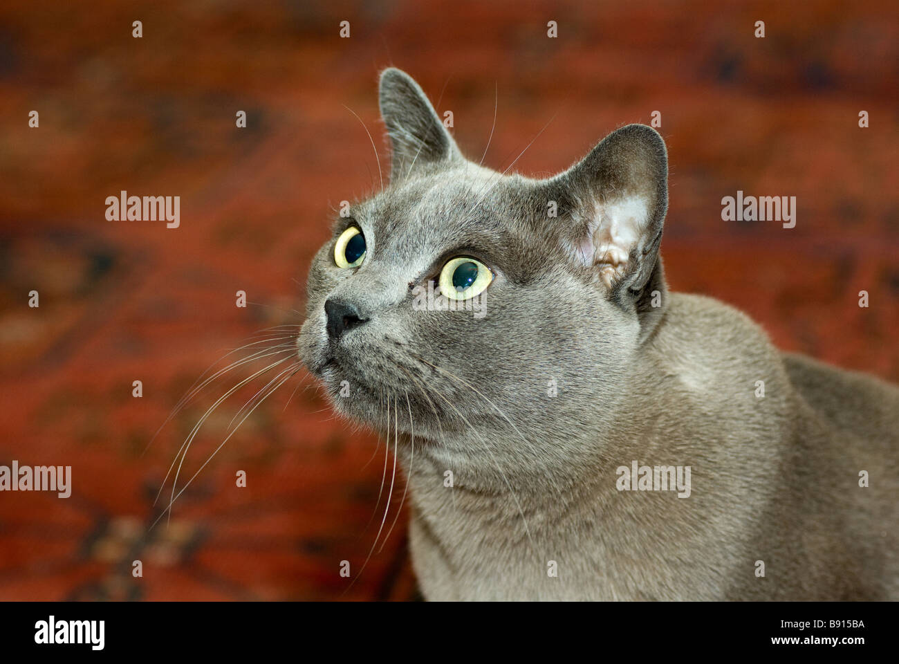 grey purebreed cat Stock Photo - Alamy