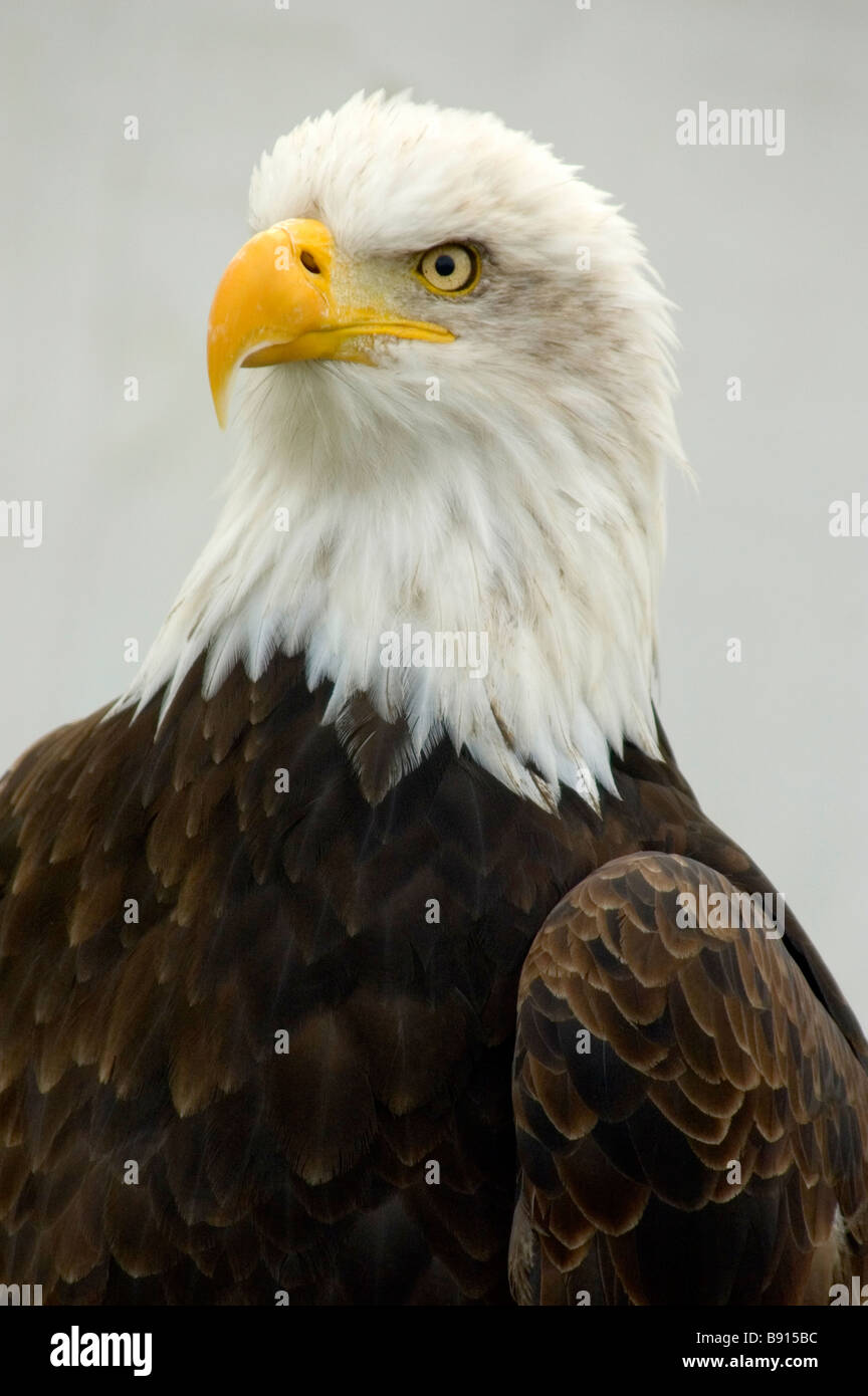 Photo of an eagle Stock Photo - Alamy