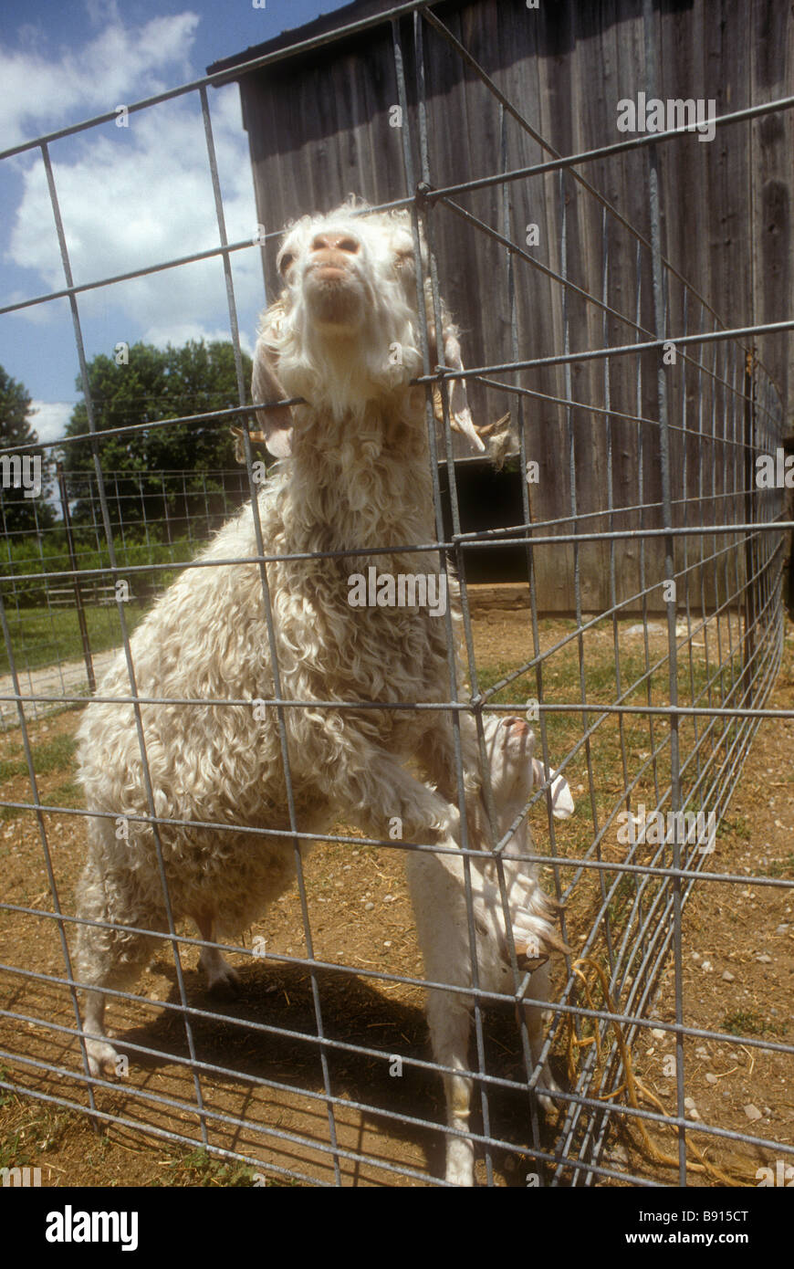 Agile as a goat hi-res stock photography and images - Alamy