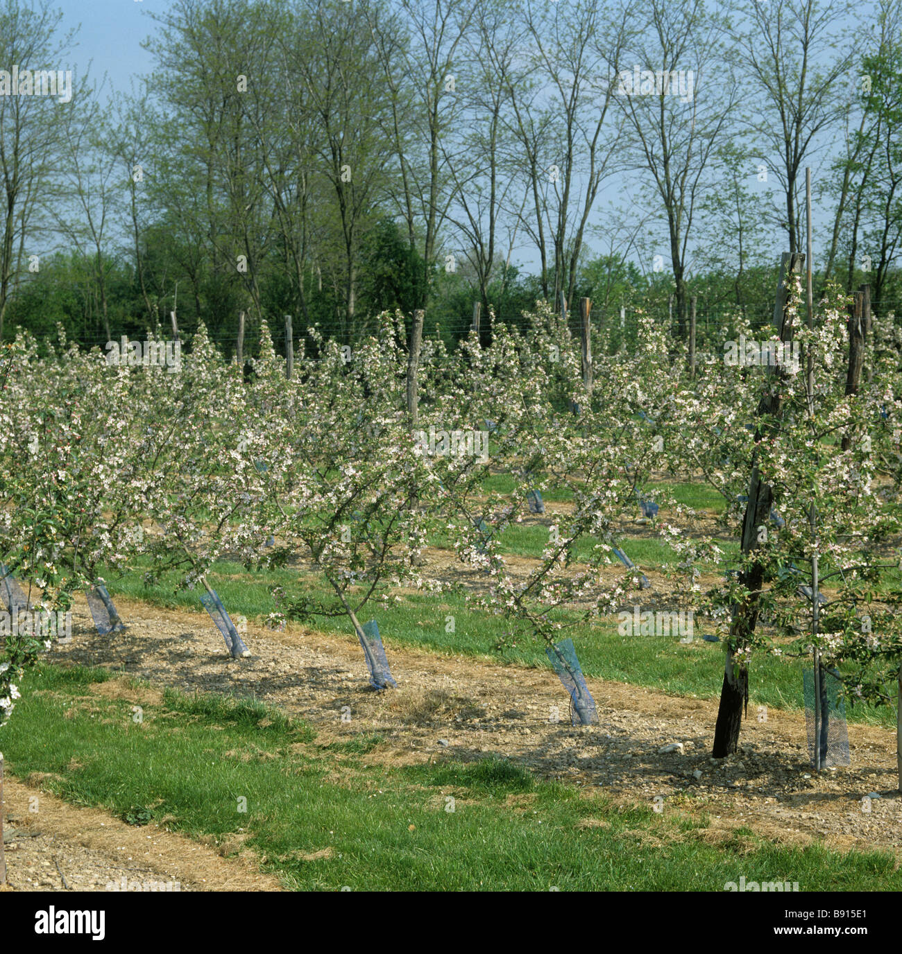 Young cordon apple trees in an orchard in the Loire Valley France Stock ...