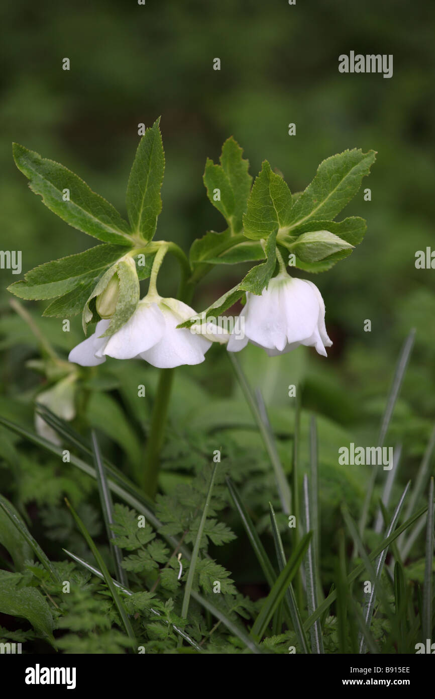 Close up of white Hellebore growing wild in spring against a blurred ...