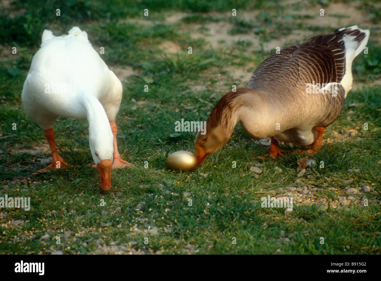 Good luck egg hi-res stock photography and images - Alamy