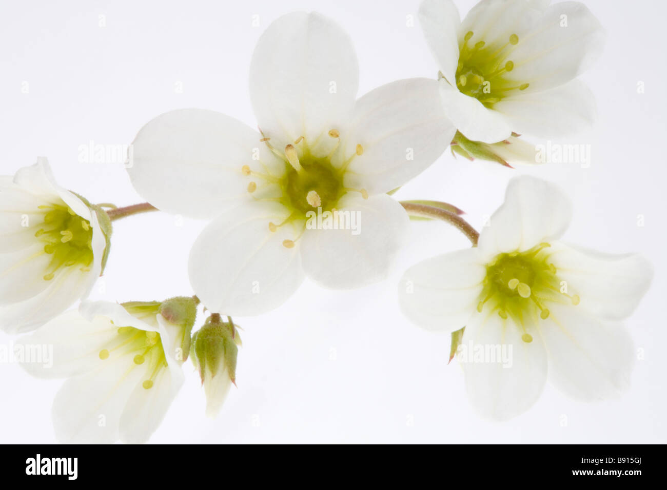 Wild flowers against white background, English countryside, UK Stock ...