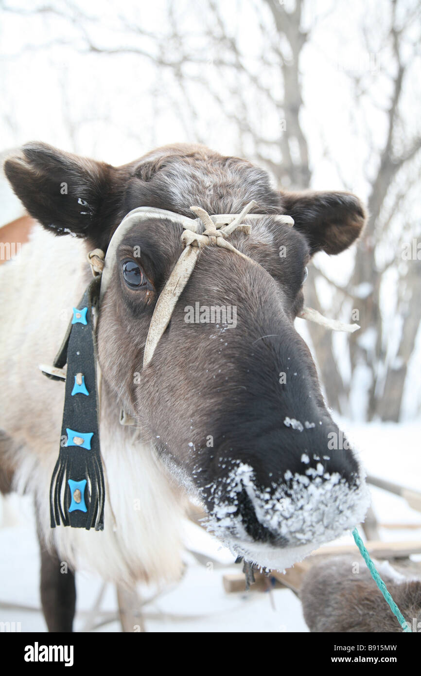Reindeer. Russia. Yamal Region. Winter Stock Photo - Alamy