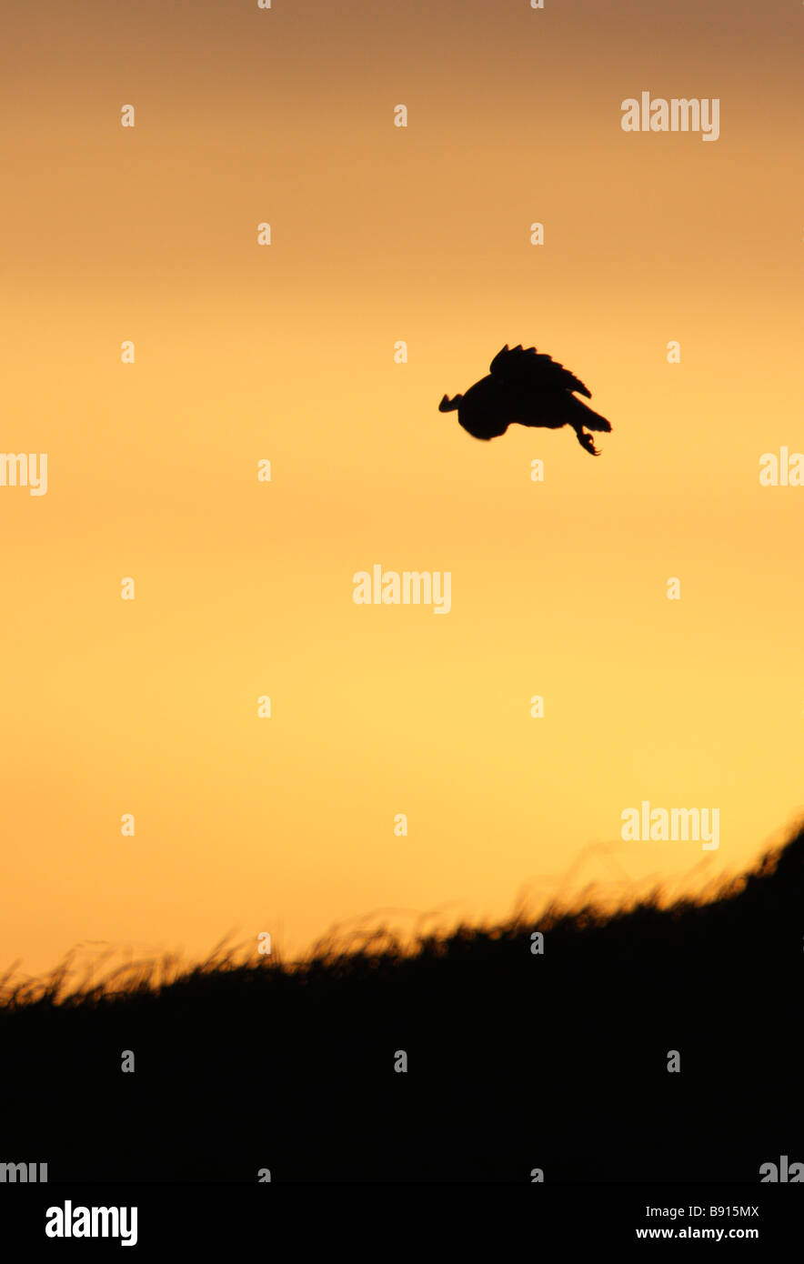 Barn Owl Tyto alba hunting in evening light Stock Photo - Alamy