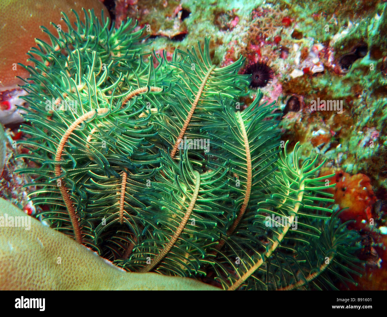 Feather star fish hi-res stock photography and images - Alamy