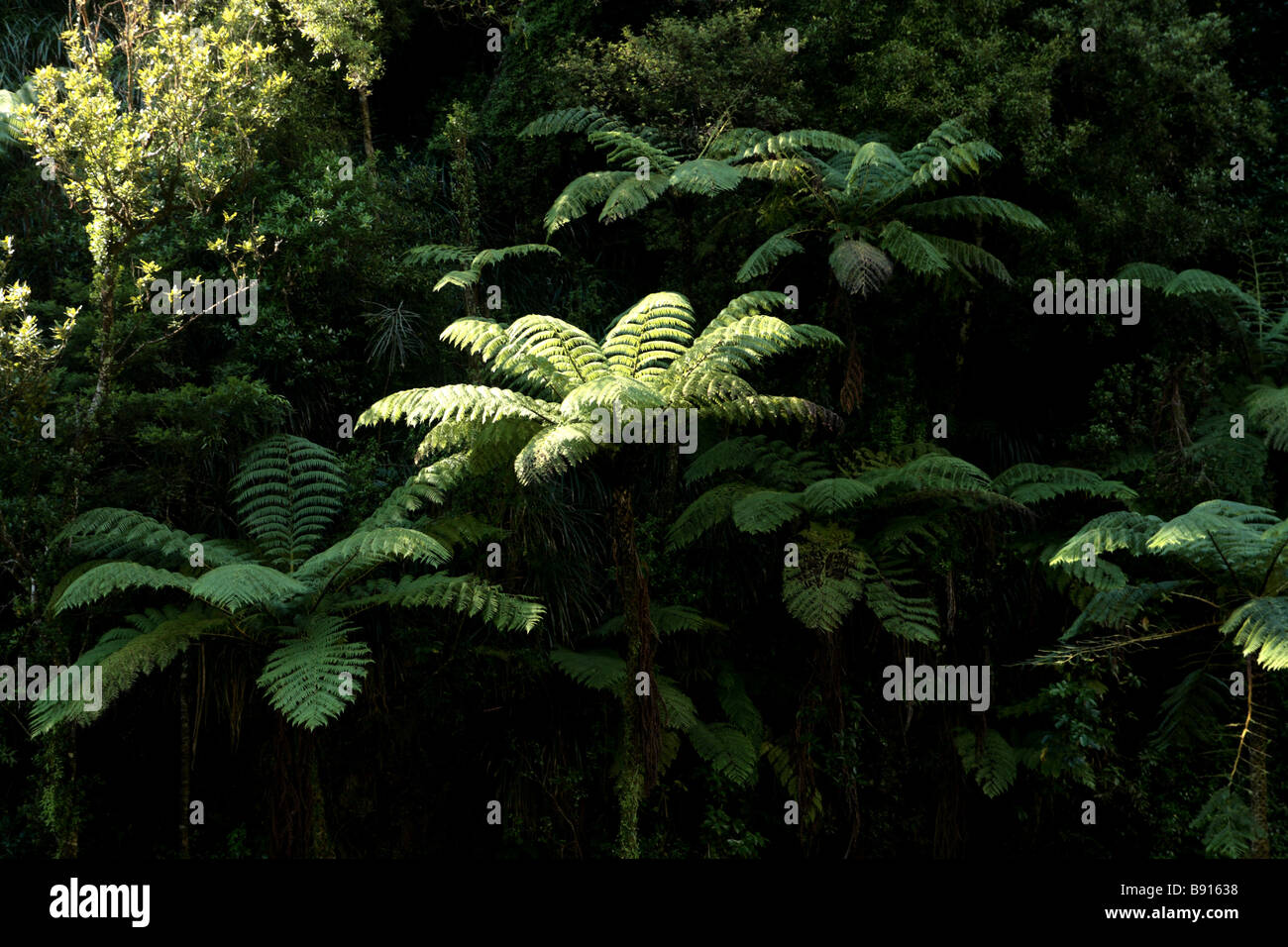 Grassland tree fern hi-res stock photography and images - Alamy