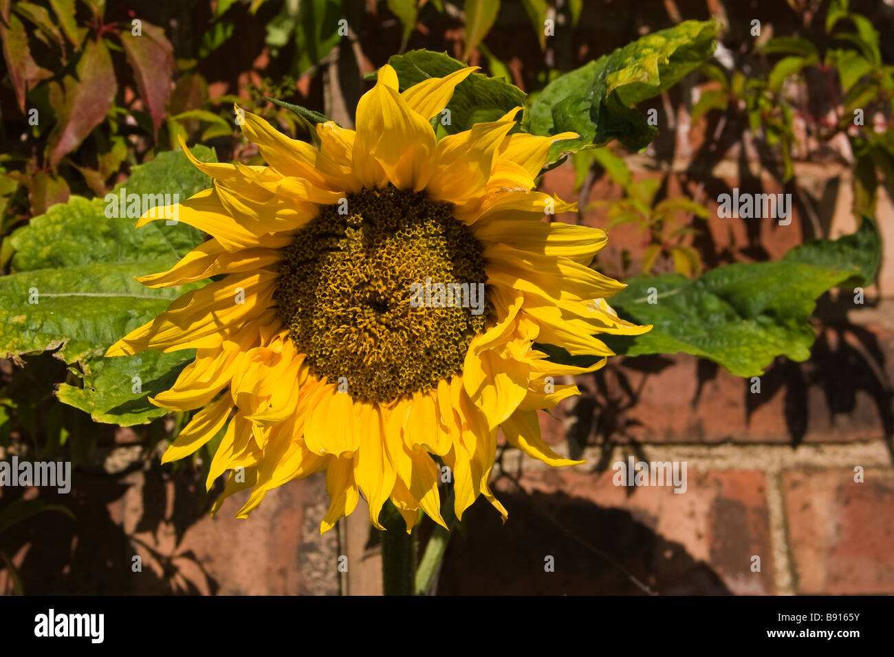 Single domstic giant sunflower Stock Photo - Alamy