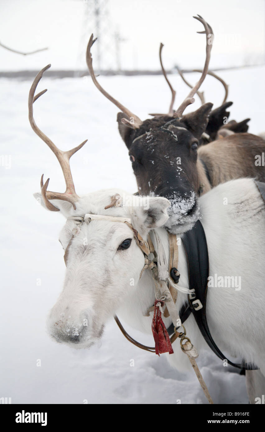 Reindeers. Russia. Yamal Region. Winter Stock Photo - Alamy