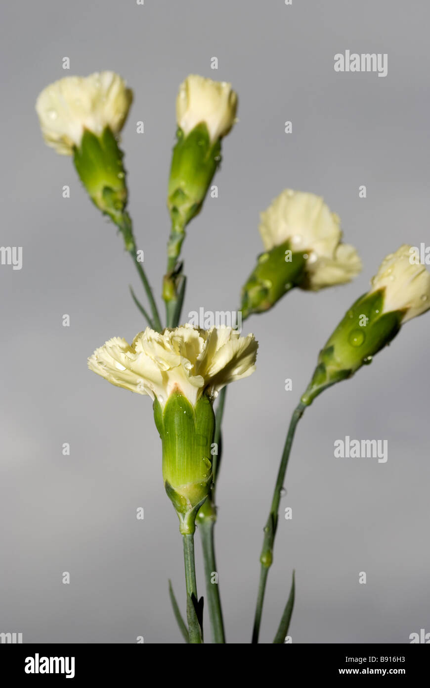 Cream Carnation 6 Stock Photo - Alamy