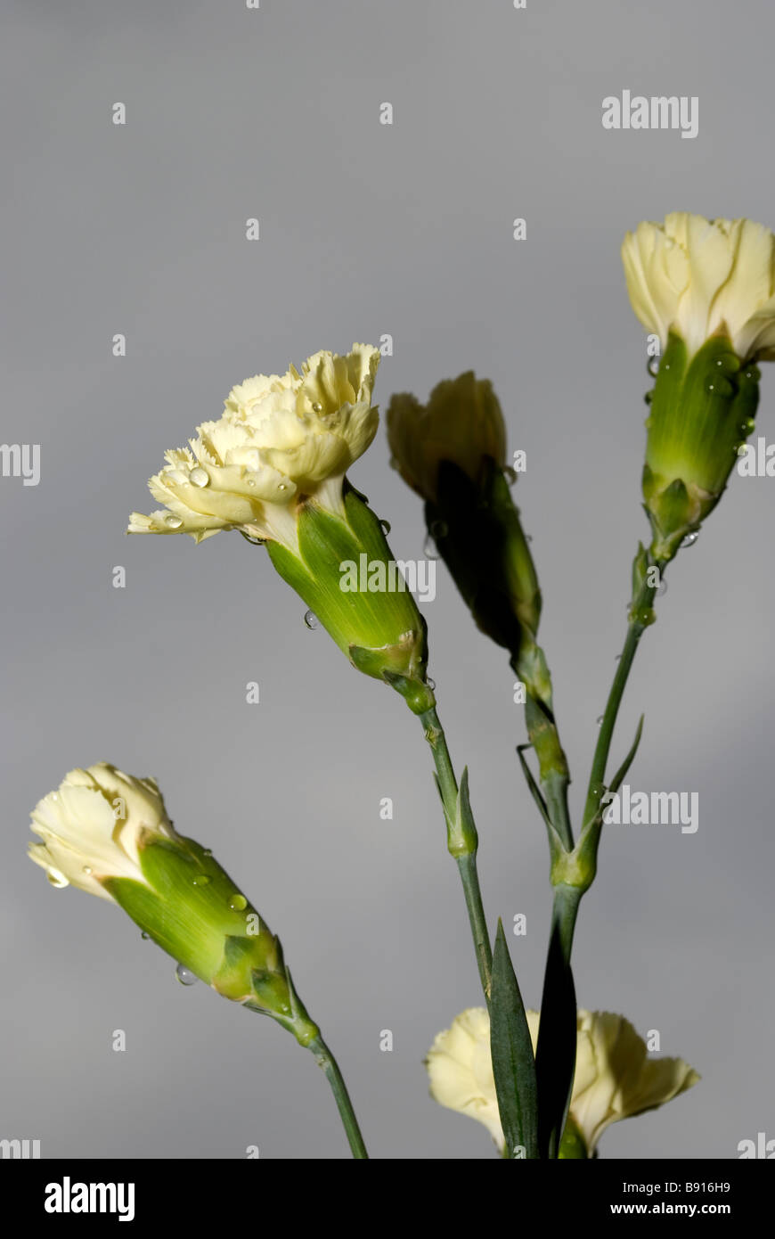 Cream Carnation 5 Stock Photo - Alamy
