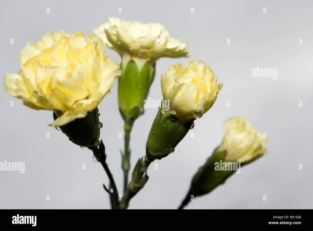 Spray carnation hi-res stock photography and images - Alamy