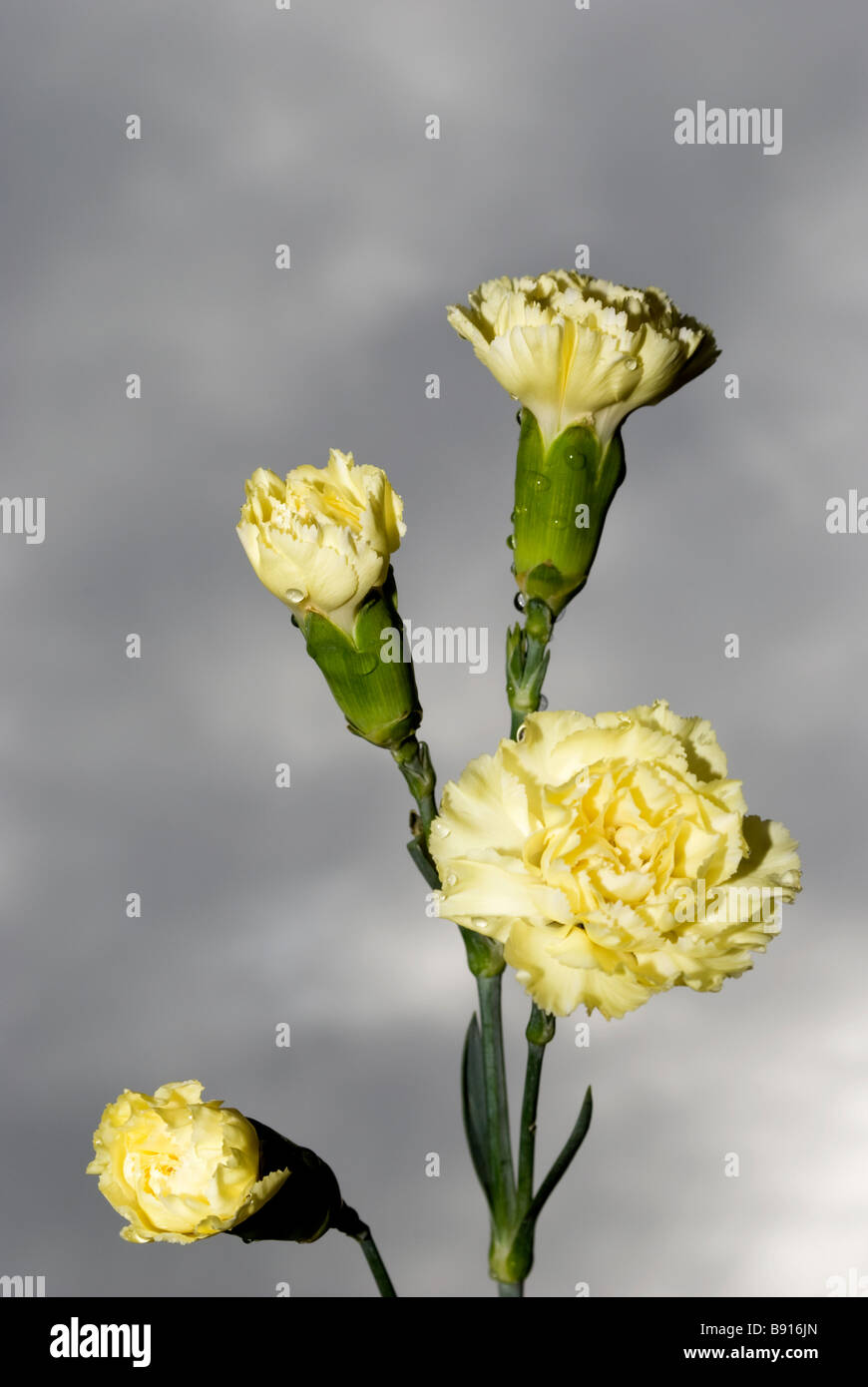 Cream Carnation 1 Stock Photo - Alamy