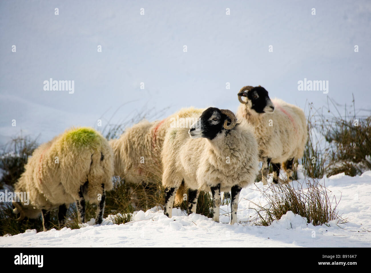 Swaledale Sheep Winter Stock Photo - Alamy
