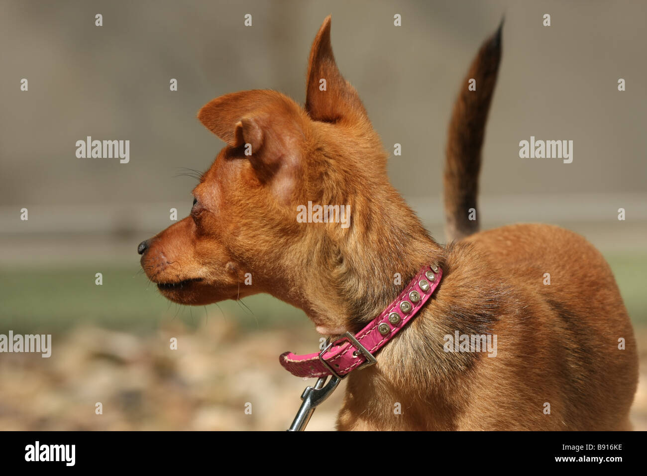side view of small dog Stock Photo - Alamy