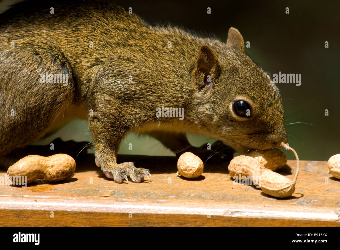 Squirrel with peanuts hi-res stock photography and images - Alamy