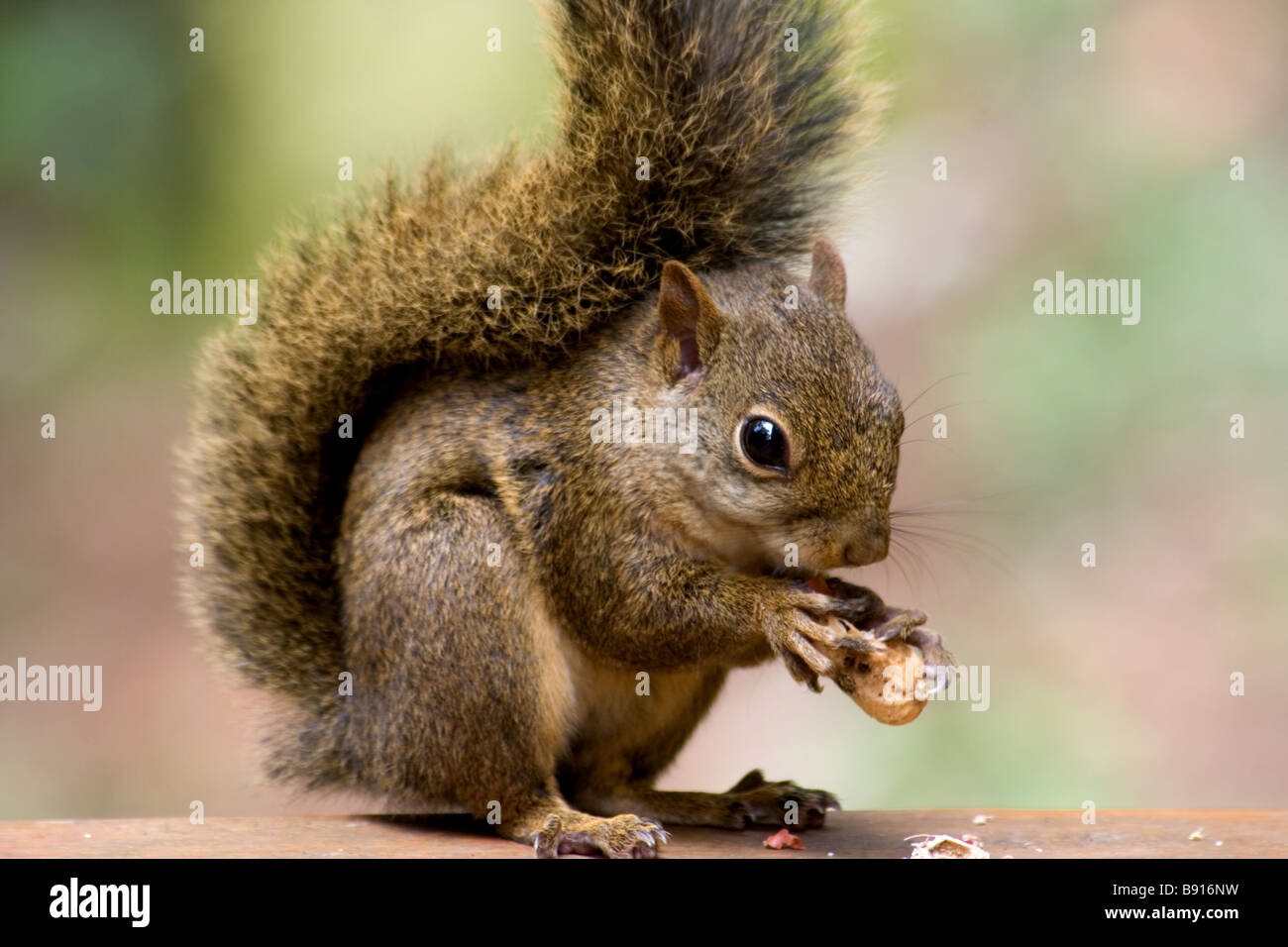 Squirrel with peanuts hi-res stock photography and images - Alamy