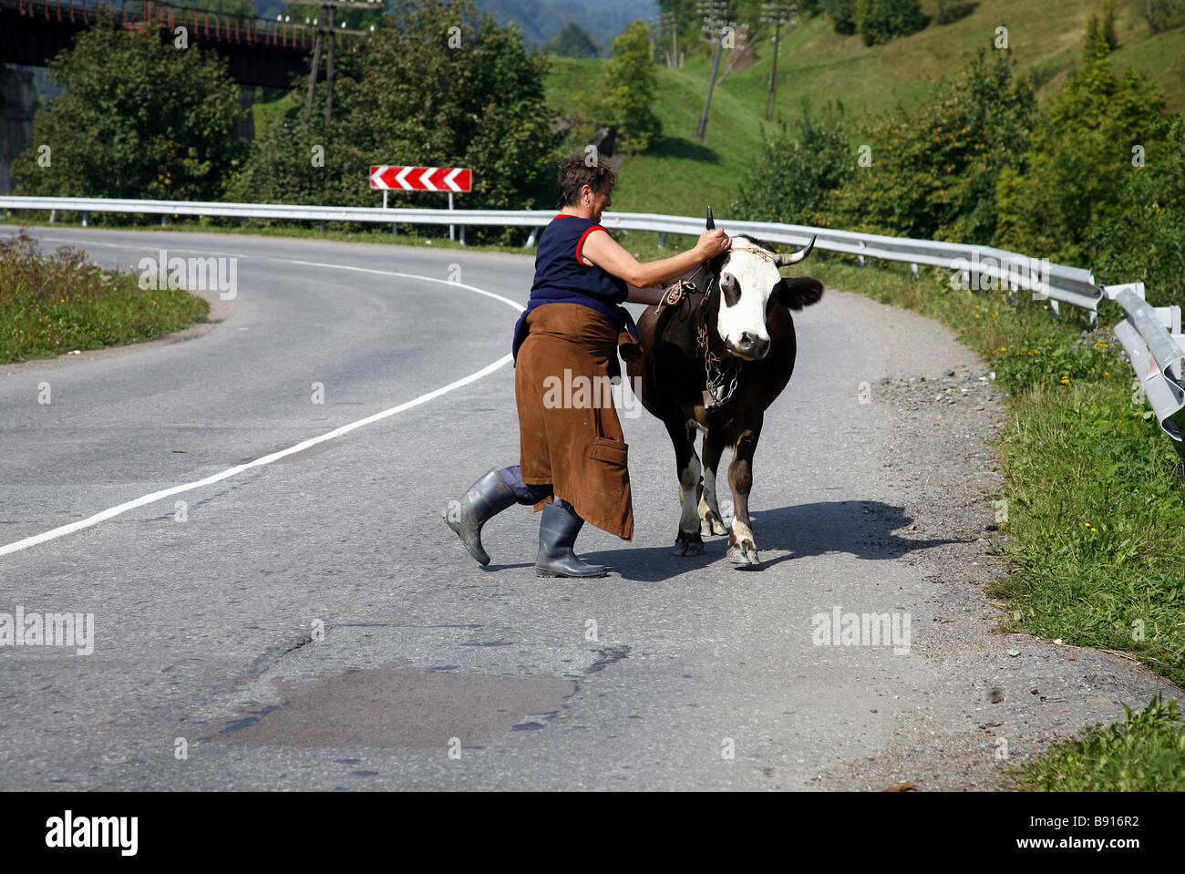 Ukraine Cow High Resolution Stock Photography and Images - Alamy