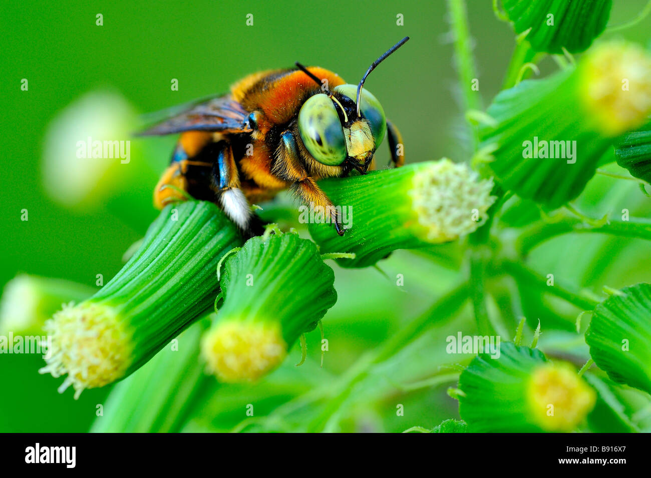 Green eyed bee hi-res stock photography and images - Alamy