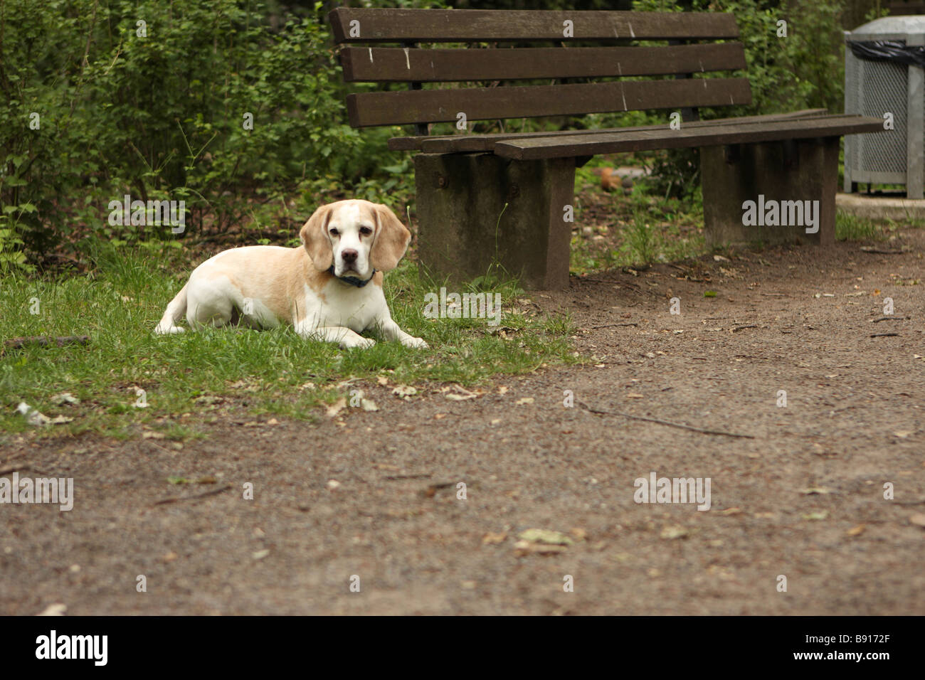 Dog waiting hi-res stock photography and images - Alamy