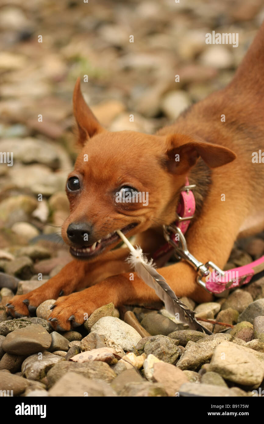 small dog biting on a feather Stock Photo - Alamy