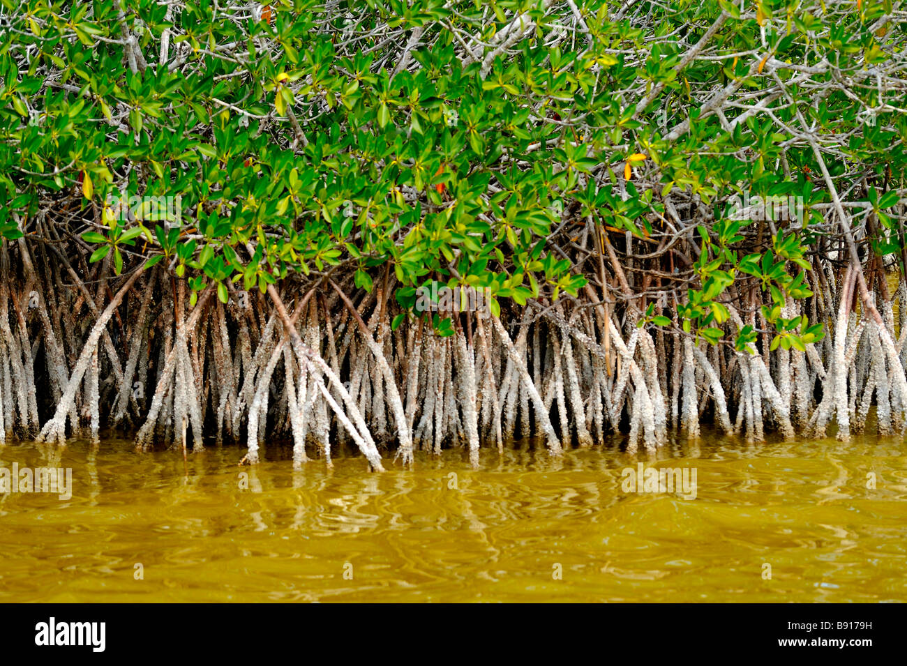 Mangrove root barnacles hi-res stock photography and images - Alamy