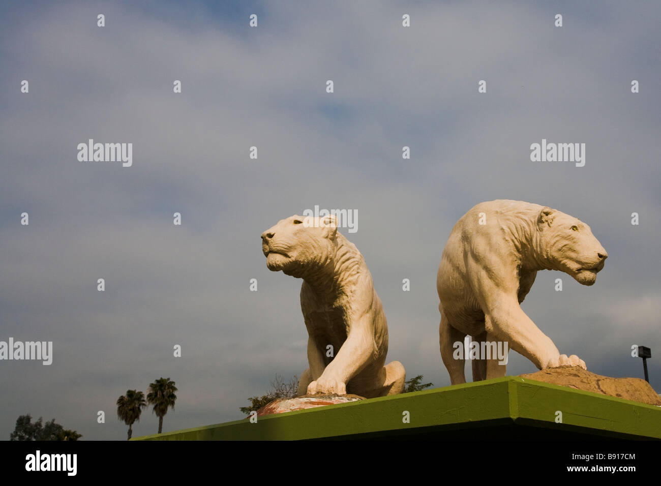 Saber tooth tiger museum hi-res stock photography and images - Alamy