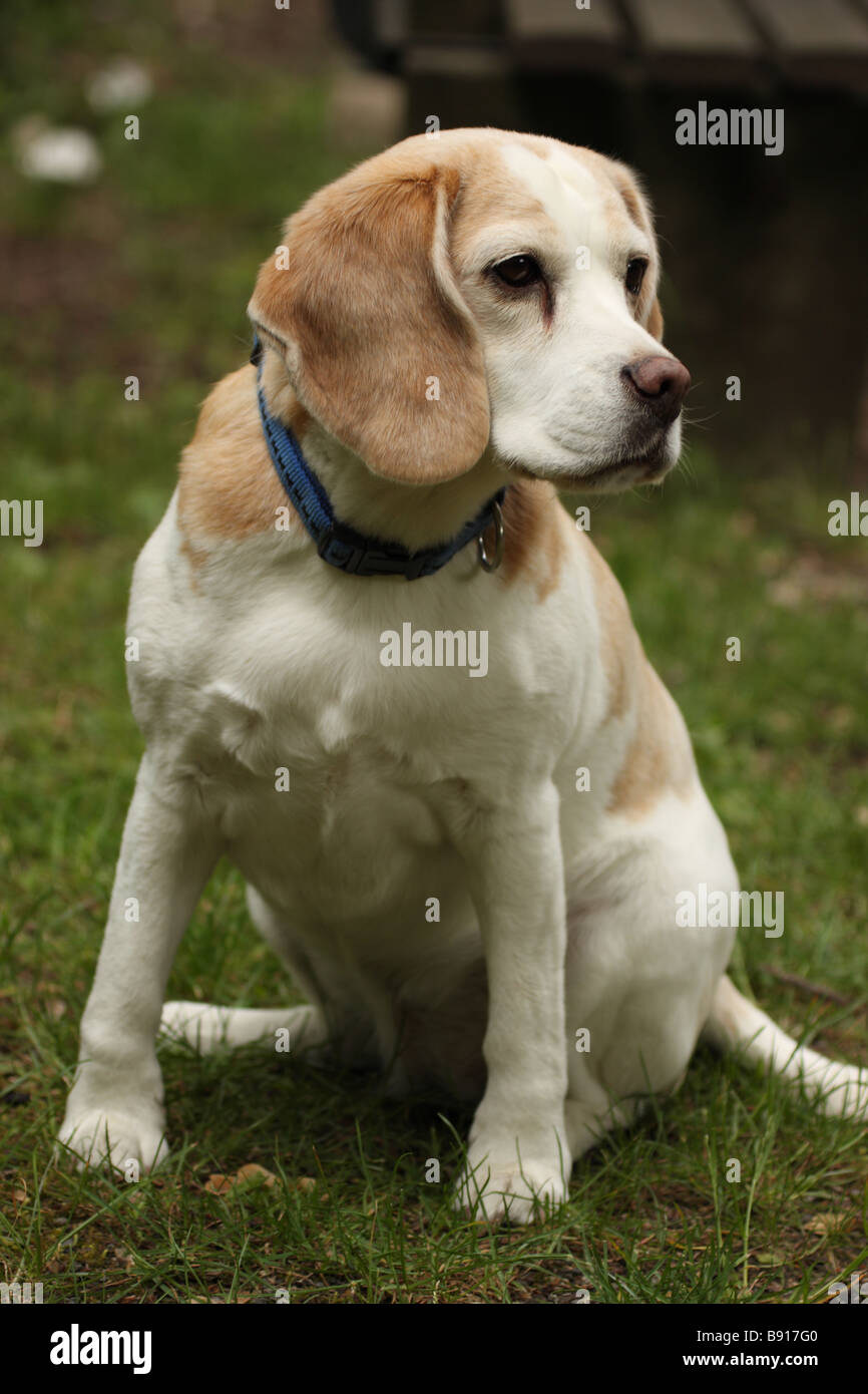 beagle sitting in grass Stock Photo - Alamy