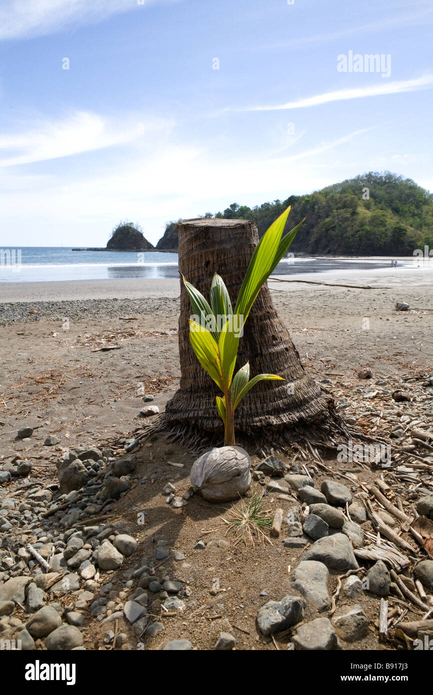 New palm shoot at a beach on the peninsula Nicoya in Costa Rica Stock ...