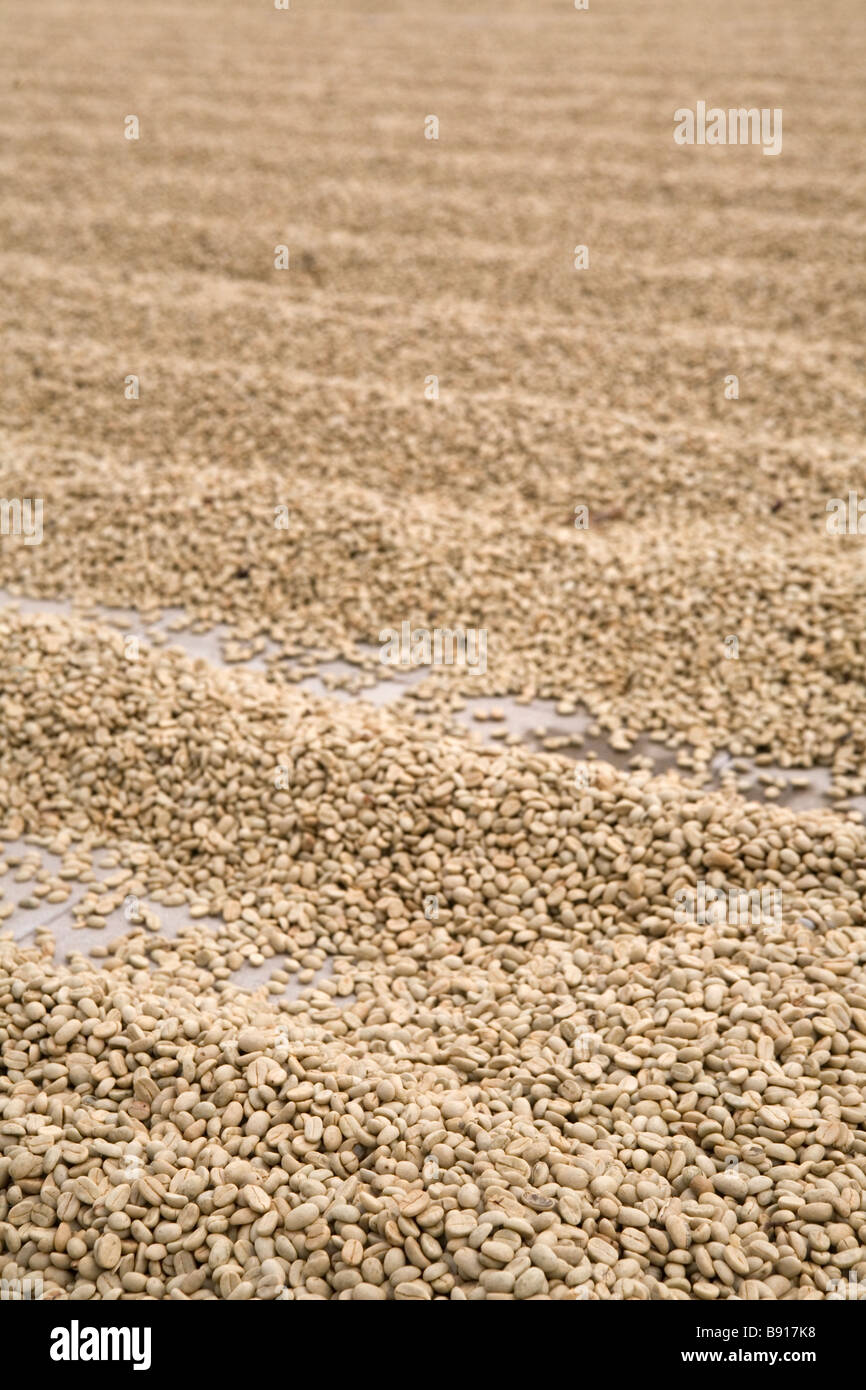 Oldest method of processing coffee hi-res stock photography and images ...