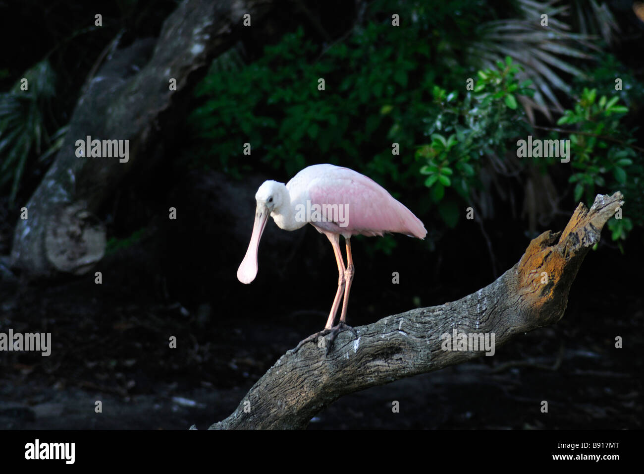 Roseate Spoonbill Platalea Ajaja High Resolution Stock Photography and ...