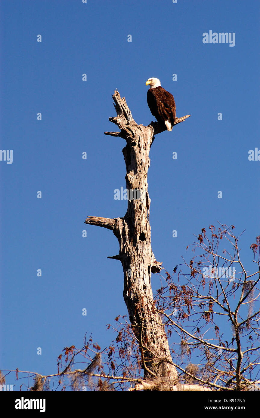 Bald eagle surveying the landscape from a high perch on a dead tree ...