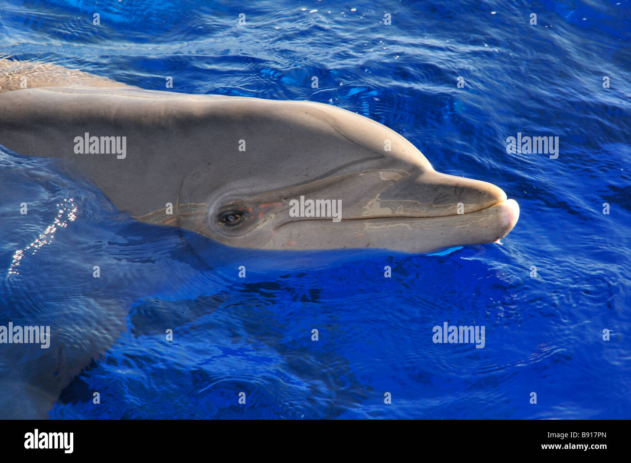 Atlantic bottlenose dolphin swimming in a large tank at Marineland ...