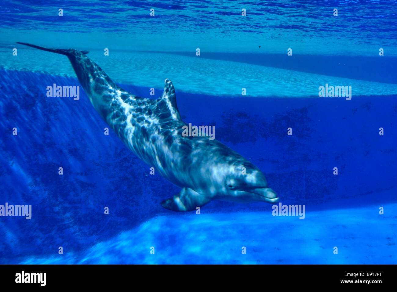 Atlantic bottlenose dolphin swimming under water in a large tank at ...
