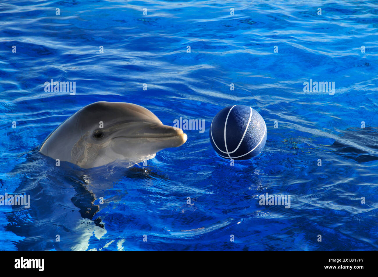 Atlantic bottlenose dolphin playing with a ball in a large tank at ...