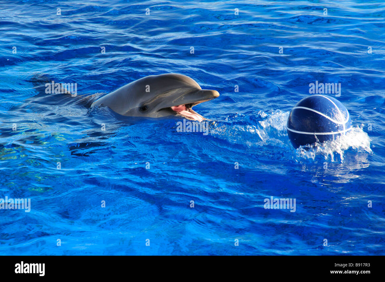 Atlantic bottlenose dolphin playing with a ball in a large tank at ...