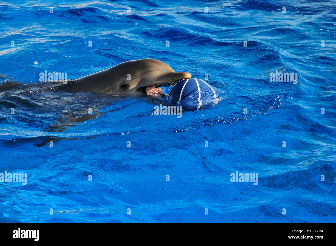 Atlantic bottlenose dolphin playing with a ball in a large tank at ...