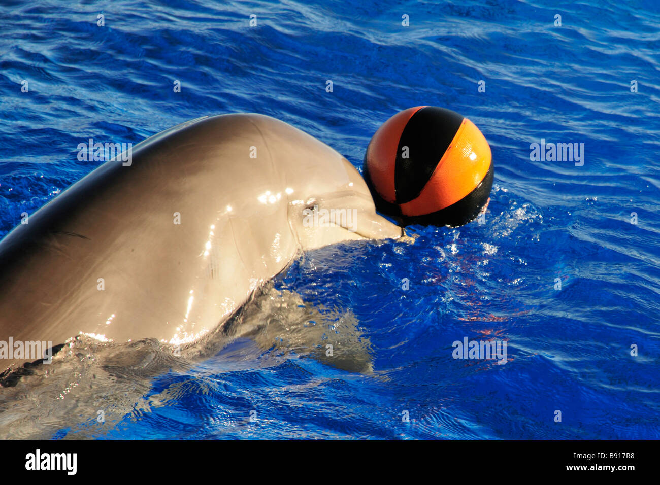 Atlantic bottlenose dolphin playing with a ball in a large tank at ...