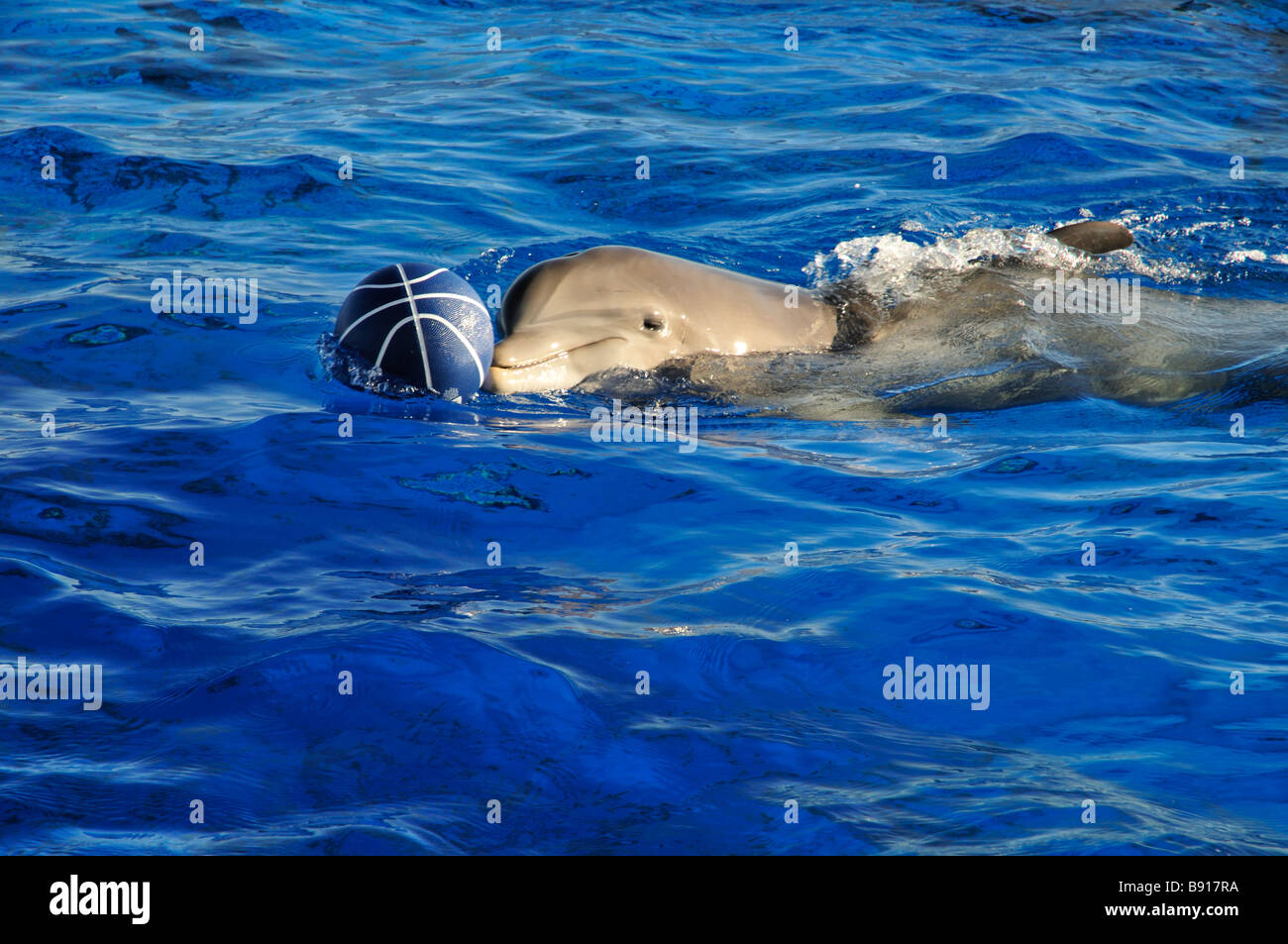 Atlantic bottlenose dolphin playing with a ball in a large tank at ...